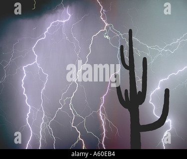 Scenic desert landscape with cactus, lightning and monsoon storm at ...