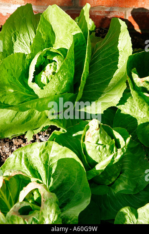 Sugar Loaf Salad Stock Photo - Alamy