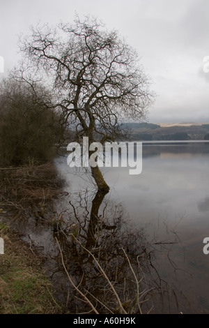 An autumn lone tree and reservoir Stock Photo - Alamy