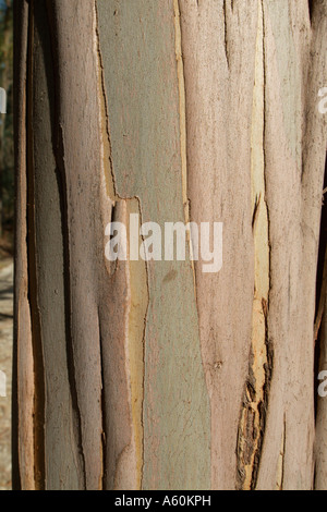Eucaliptus tree bark close up view as background Stock Photo - Alamy