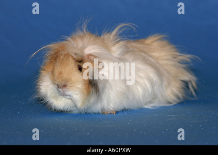 Angora Guinea pig (Cavia aperea f. porcellus Stock Photo - Alamy