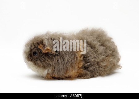 Merino Guinea pig (Cavia aperea f. porcellus), lilac-gold-white Stock ...
