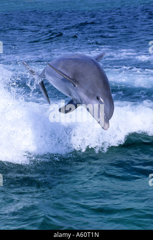 Bottlenosed Dolphin, Tursiops Truncatus Stock Photo - Alamy