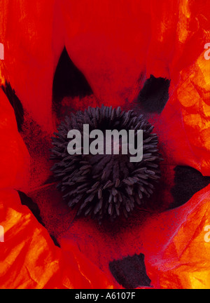 PAPAVER ORIENTALE ALLEGRO. ORIENTAL POPPY Stock Photo - Alamy