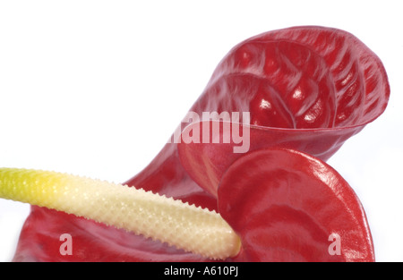 red waxy flower on crisp white background Stock Photo - Alamy