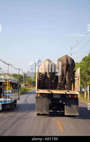 Elephant being transported on a truck near Alappuzha (Alleppey), Kerala ...