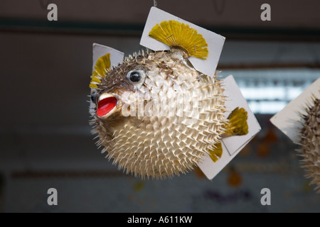 Dried fugu (pufferfish Stock Photo - Alamy