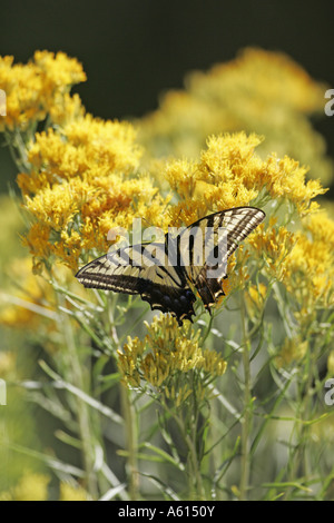 Two tailed swallowtail Papilio multicaudatus Arizona USA Stock Photo ...