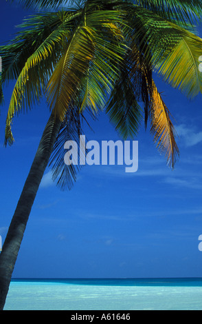 Palm tree in Maldives Stock Photo - Alamy