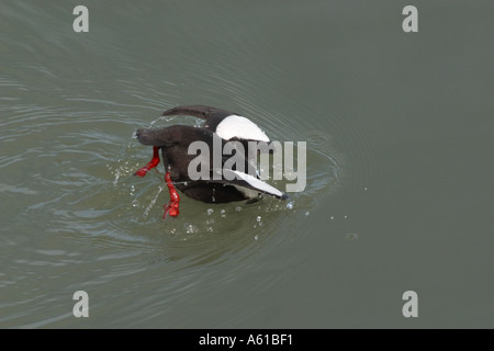 Black Guillemot diving Thule Greenland Stock Photo - Alamy