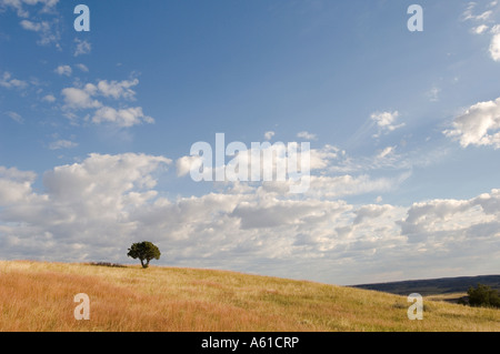 Lone tree in grasslands at Theodore Roosevelt National Park North ...