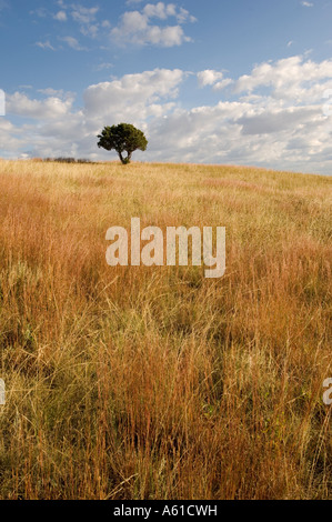 Lone tree in grasslands at Theodore Roosevelt National Park North ...