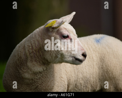 Cute little lamb side view head shot isolated on white background Stock ...