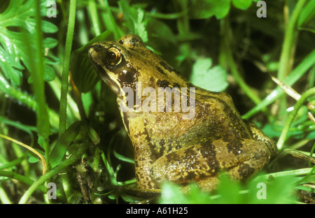 Common Frog in damp pasture rana temporaria amphibians Irish UK ...