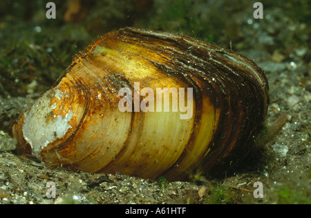 Swan Mussel Anodonta cygnea. In an aquarium, with 'foot' partially ...