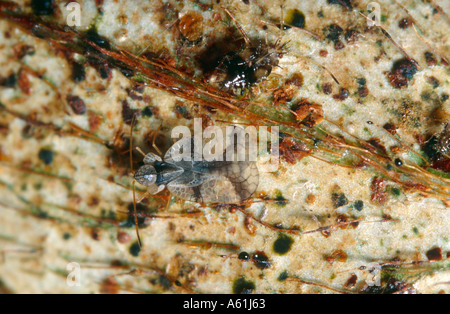 Azalea lace bug on underside of Azalea leaf Stock Photo - Alamy