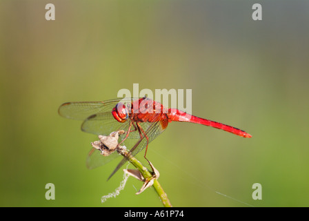 male scarlet skimmer dragonfly family Libellulidae dragonflies insects ...