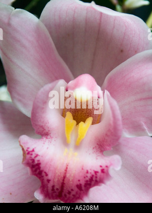 Violet and white orchidea flowers on grey background Stock Photo - Alamy