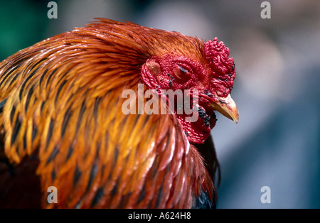 close up portrait of a rooster Stock Photo - Alamy