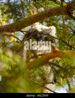Great Horned Owl and Owlet on a Nest Stock Photo - Alamy