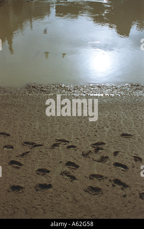 footsteps in mud by river bank Stock Photo - Alamy