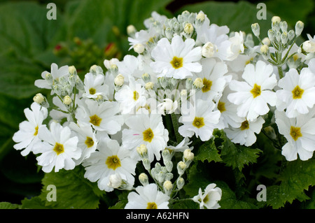 Fairy primrose (Primula malacoides 'Prima Pink Improved', Primula ...