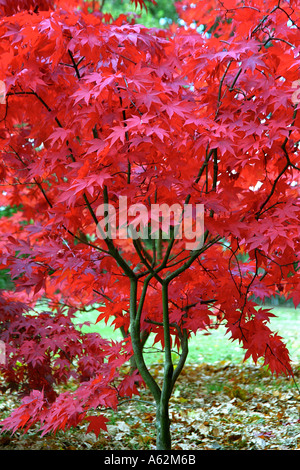 Maple trees London UK Stock Photo - Alamy