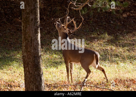 A Whitetail buck making a scrape Stock Photo - Alamy