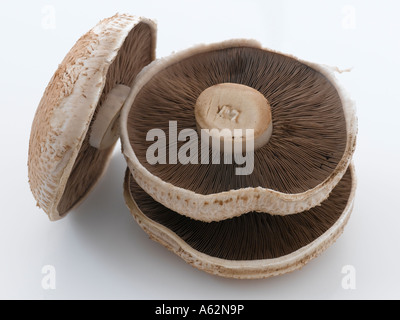 Large Portobello Mushrooms on white background Stock Photo - Alamy