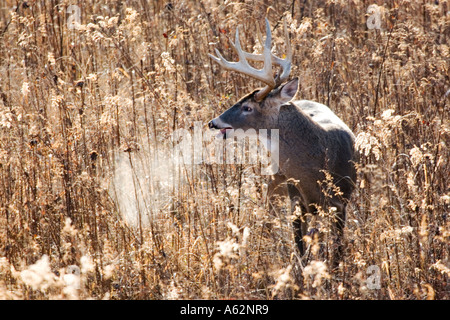 Whitetail Buck snorting in cool morning air Odocoileus virginianus ...