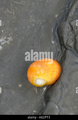Flat Periwinkle Littorina obtusata, Kimmeridge bay Dorset UK January ...