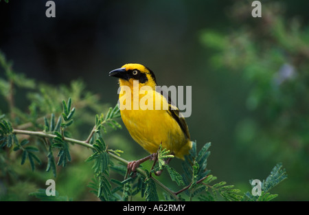 Baglafecht weaver Phoceus baglafecht Lake Manyara National Park ...