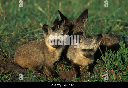 Bat-eared fox pups at the den entrance, one an albino, Mara Naboisho ...
