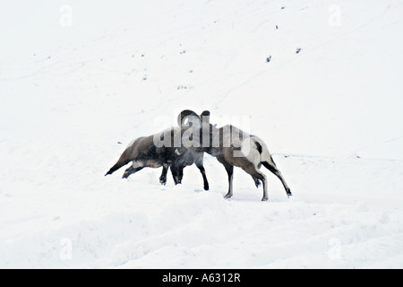 Bighorn Sheep butting heads Stock Photo - Alamy
