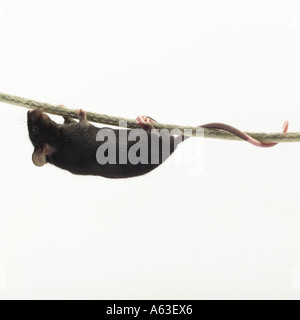 Mouse climbing up rope Stock Photo - Alamy