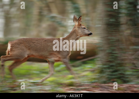 Roe deer doe running through meadow Stock Photo - Alamy