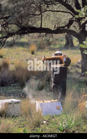 beekeeping in Crete Stock Photo - Alamy