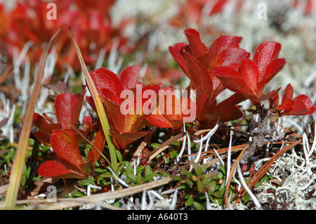 Dwarf shrub Arctous alpina known as Alpine Bear Berry or Black ...