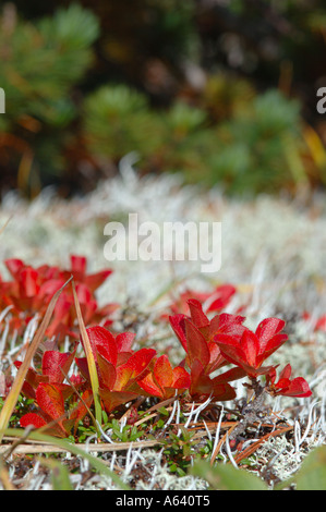 Dwarf shrub Arctous alpina known as Alpine Bear Berry or Black ...