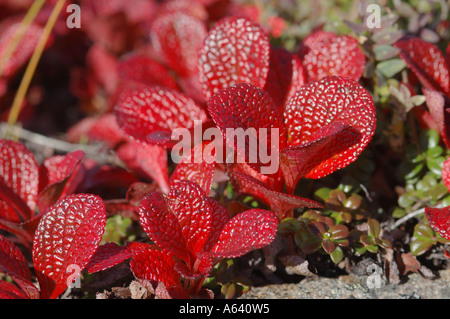 Dwarf shrub Arctous alpina known as Alpine Bear Berry or Black ...
