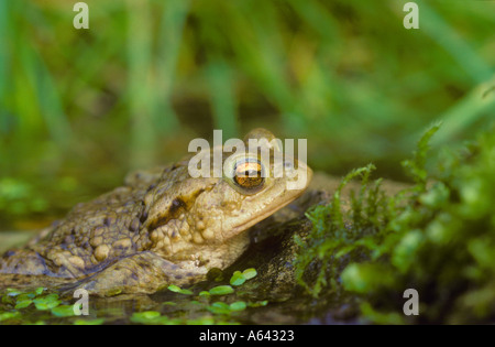Common toad, close up in the uk Stock Photo - Alamy