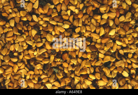 Hagebuttensamen Rosea fructus rosae Hipseed Stock Photo - Alamy