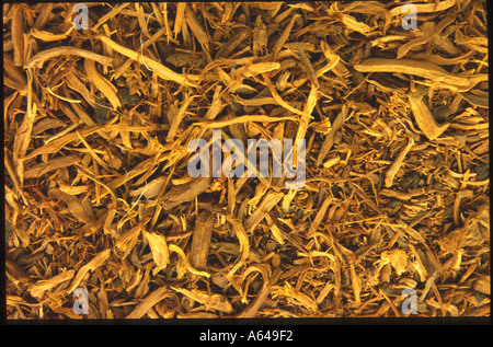 Rathania root Krameria triandra Rhatanyroot Stock Photo - Alamy