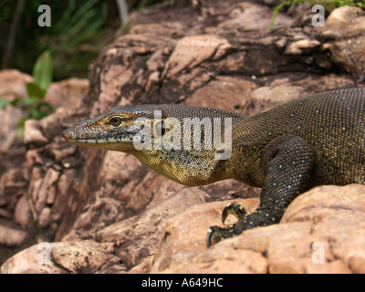 Goanna or Sand monitor lizard Kakadu National Park Northern Territory ...