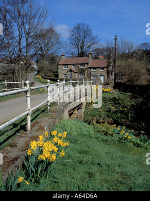 A host of golden daffodils and stone cottages, Chop Gate village, North ...