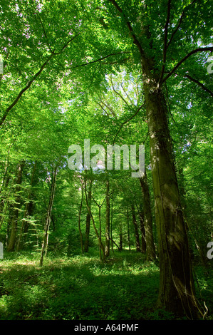 Compiègne, Oise, Picardy, France Compiègne Forest [the stables of a ...