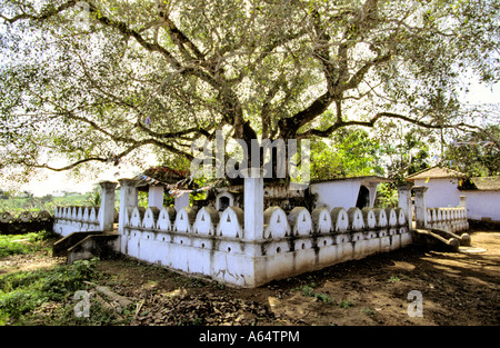 Devotee worship at sacred bo,bodhi,tree,temple Buddhist,Anuradhapura ...