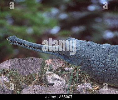 Gharial (Gavialis gangeticus) crocodile in Chitwan National Park, Nepal ...