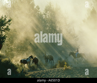 American cowboys roundup horses in the rain in the high mountains of ...
