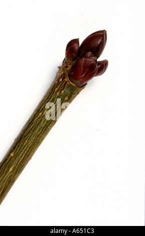 Field maple twig and buds in winter (Acer campestre Stock Photo - Alamy